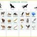 Spanish-sorting Game- How Animals Move, Preschool Printable, Homeschool ...