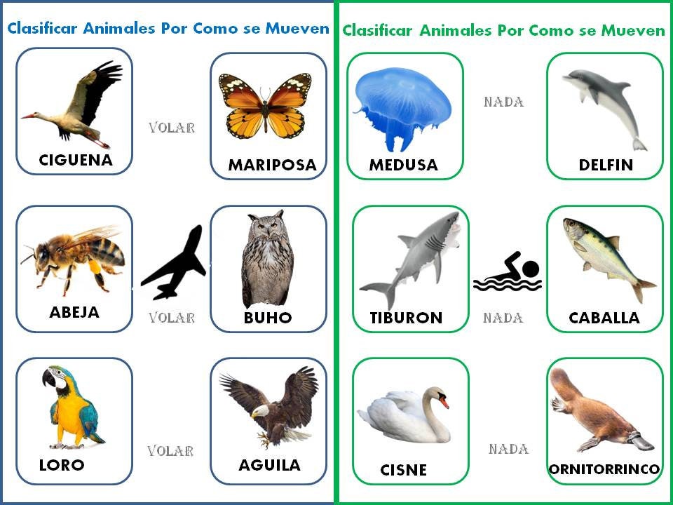 Spanish-sorting Game- How Animals Move, Preschool Printable, Homeschool ...