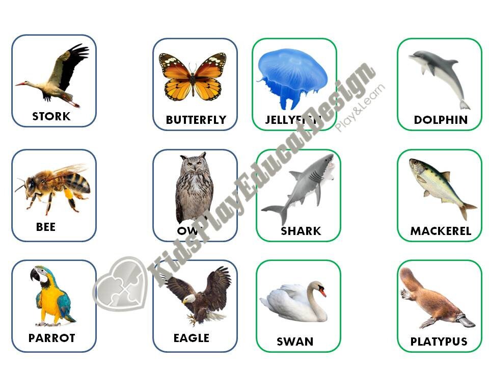 Sorting Game- How Animals Move, Preschool Printable, Homeschool ...