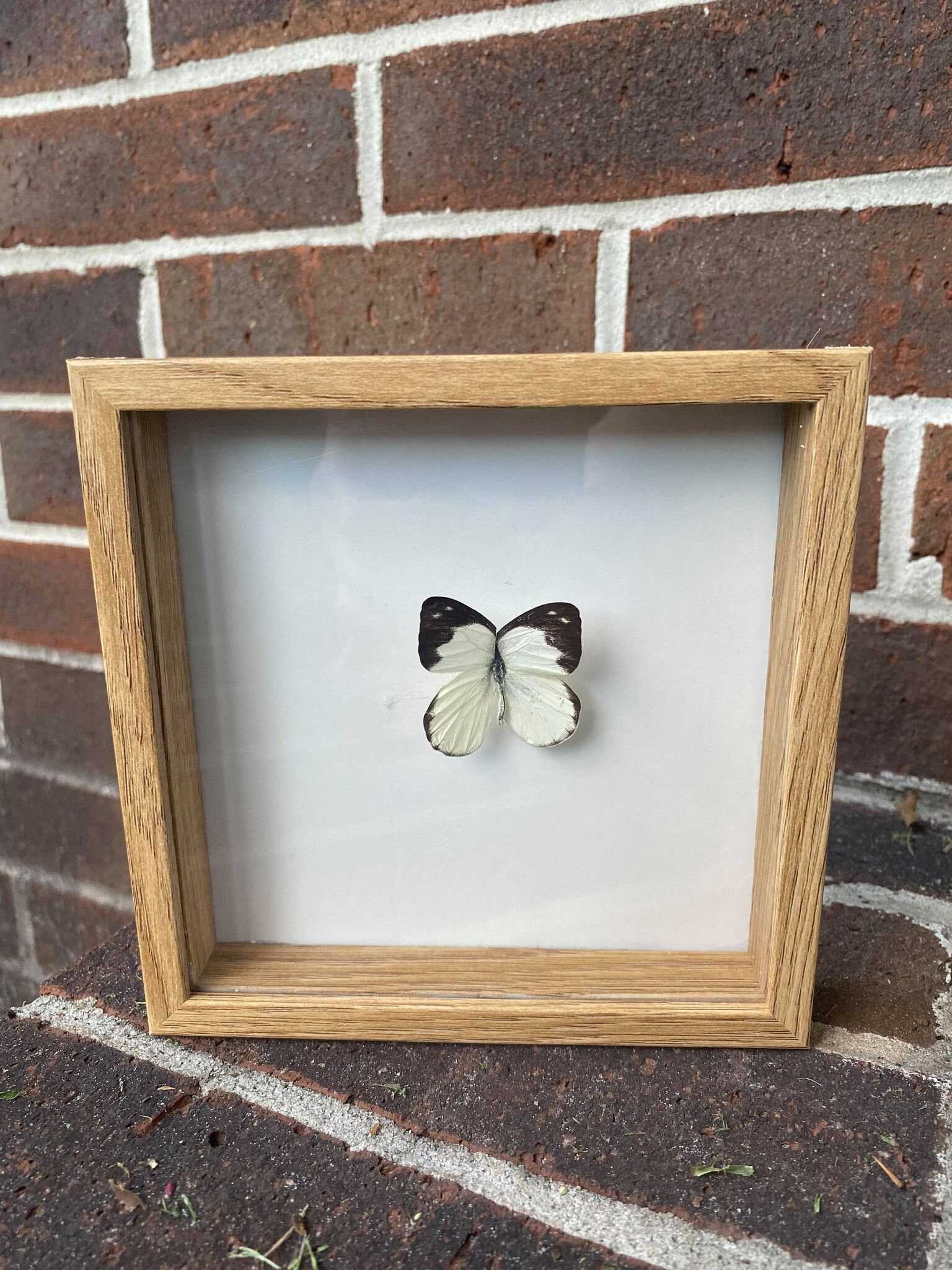Framed Common Butterfly | Etsy