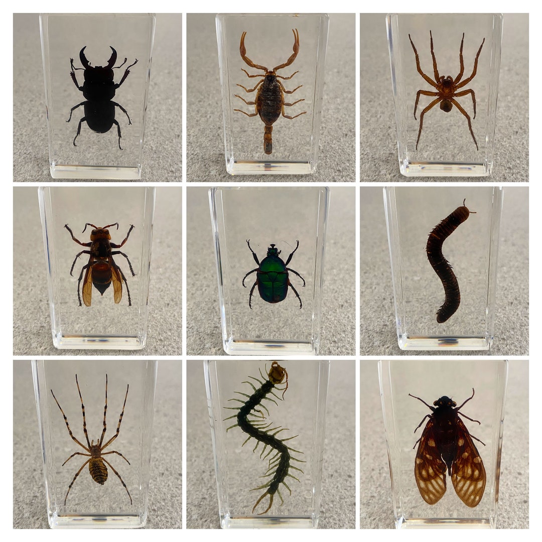 Insects in Resin Real Insect Specimens Encased in A Clear Resin Block ...