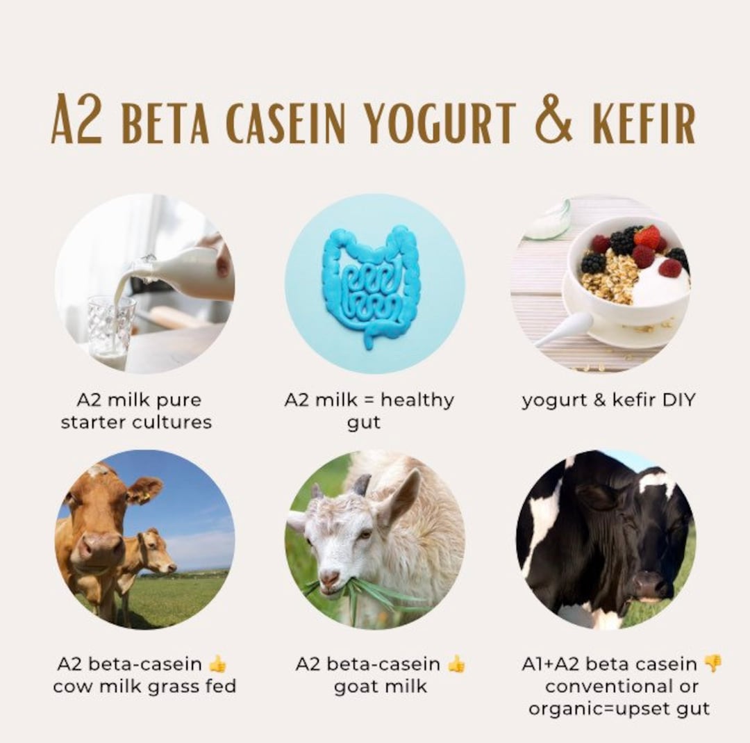 FILMJOLK YOGURT STARTER. A2 Grass Fed Milk. Mesophilic Yogurt Starter. No Heating Method.easy ...