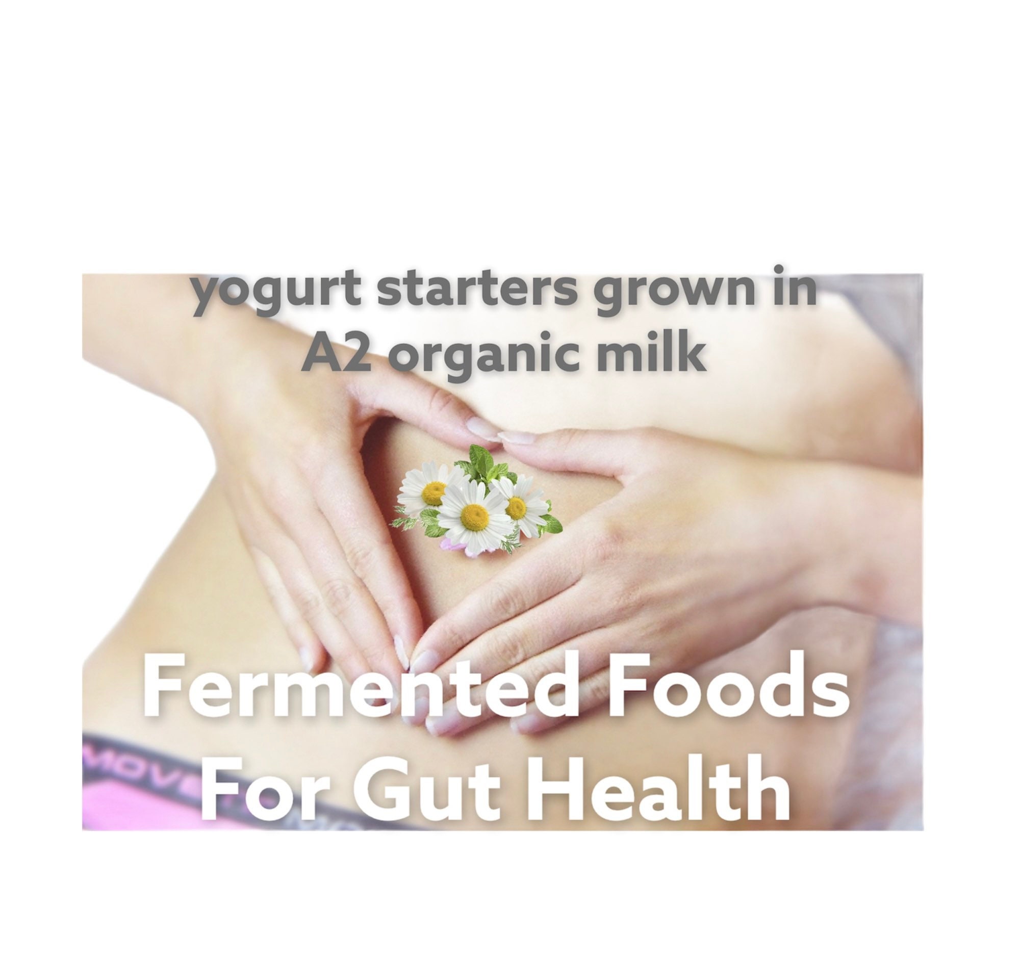 SIBO Yogurt Starter Pack: A2 Milk, L Reuteri & L Gasseri, B Coagulans - DIY Gut Friendly Yogurt ...