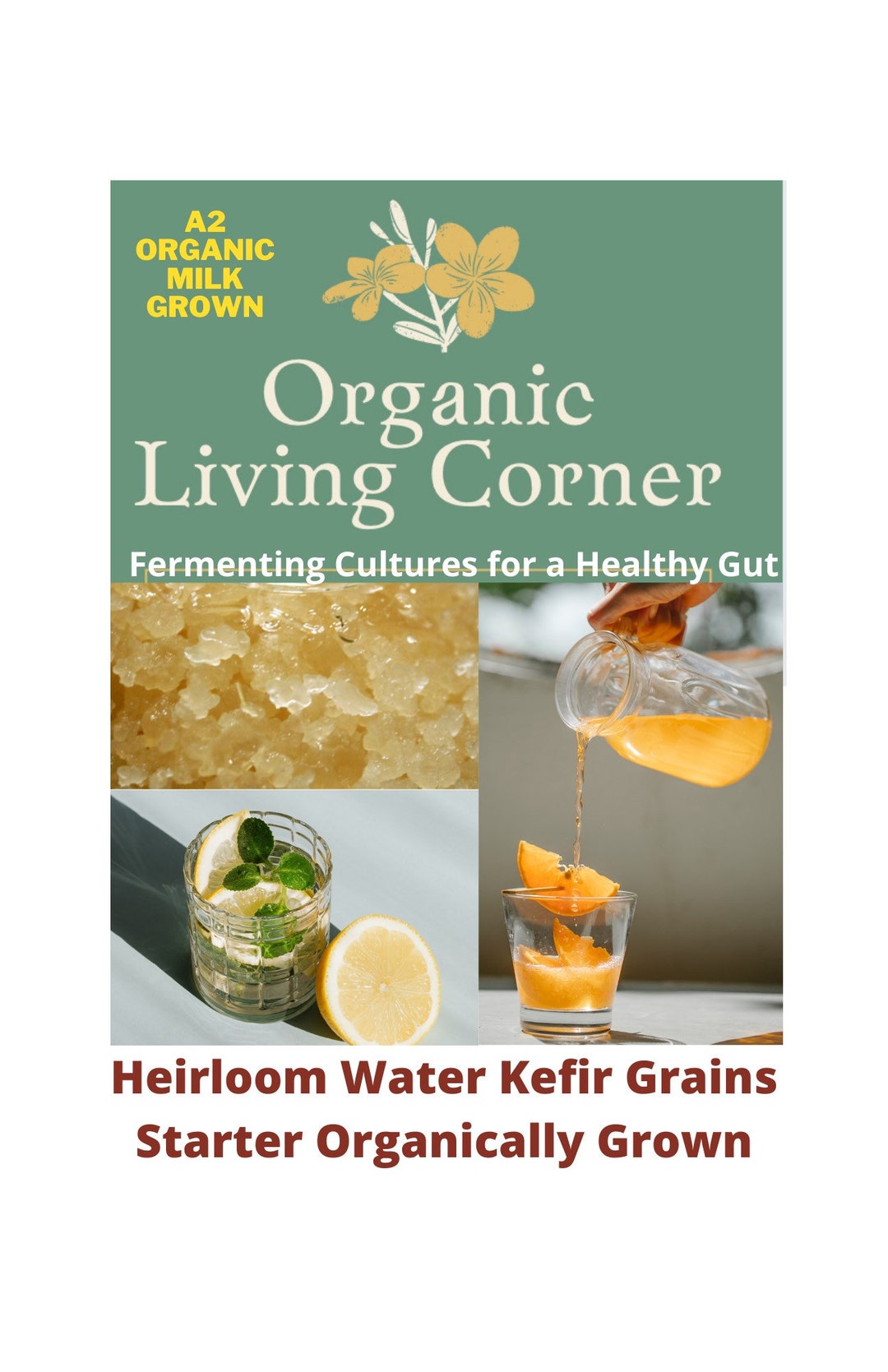 Lebendiges Wasser Kefir Körner. Organisch gewachsen mit strukturiertem ...