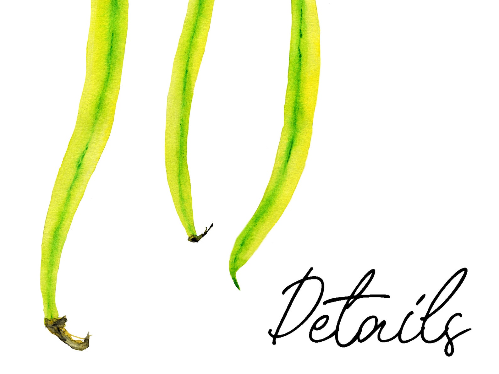 Yellow Beans, Watercolour Beans, Bean Art, Watercolour Painting ...