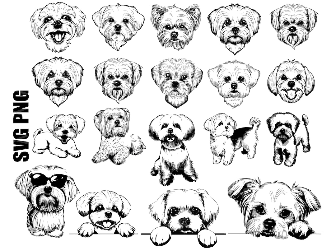 Maltese Svg Maltese Head Svg Maltese Dog Svg Peeking - Etsy