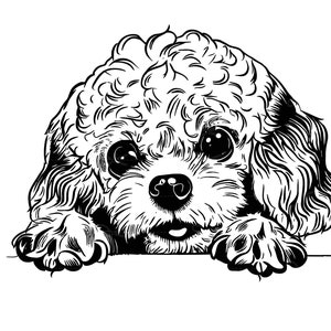 Peeking Cavapoo Svg, Peeking Cavapoo Clipart, Cavapoo Head Svg, Peeking ...