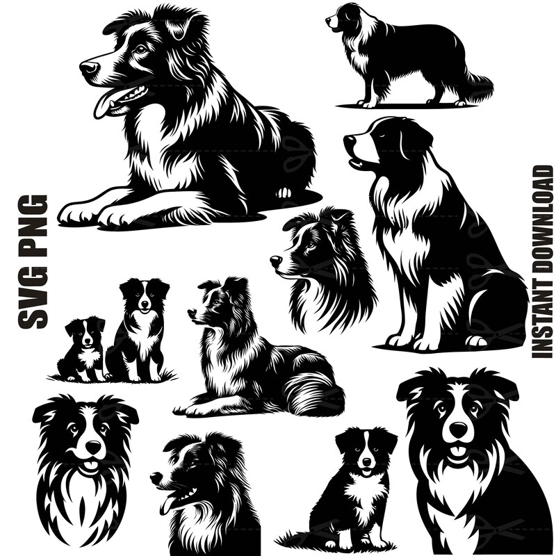Border Collie Svg - Etsy