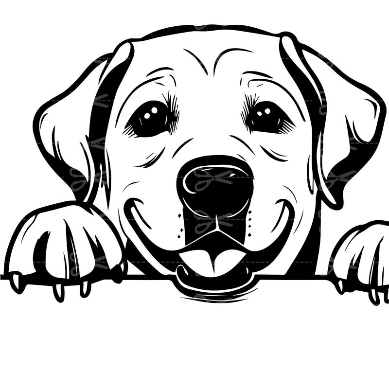 Peeking Lab Svg - Etsy