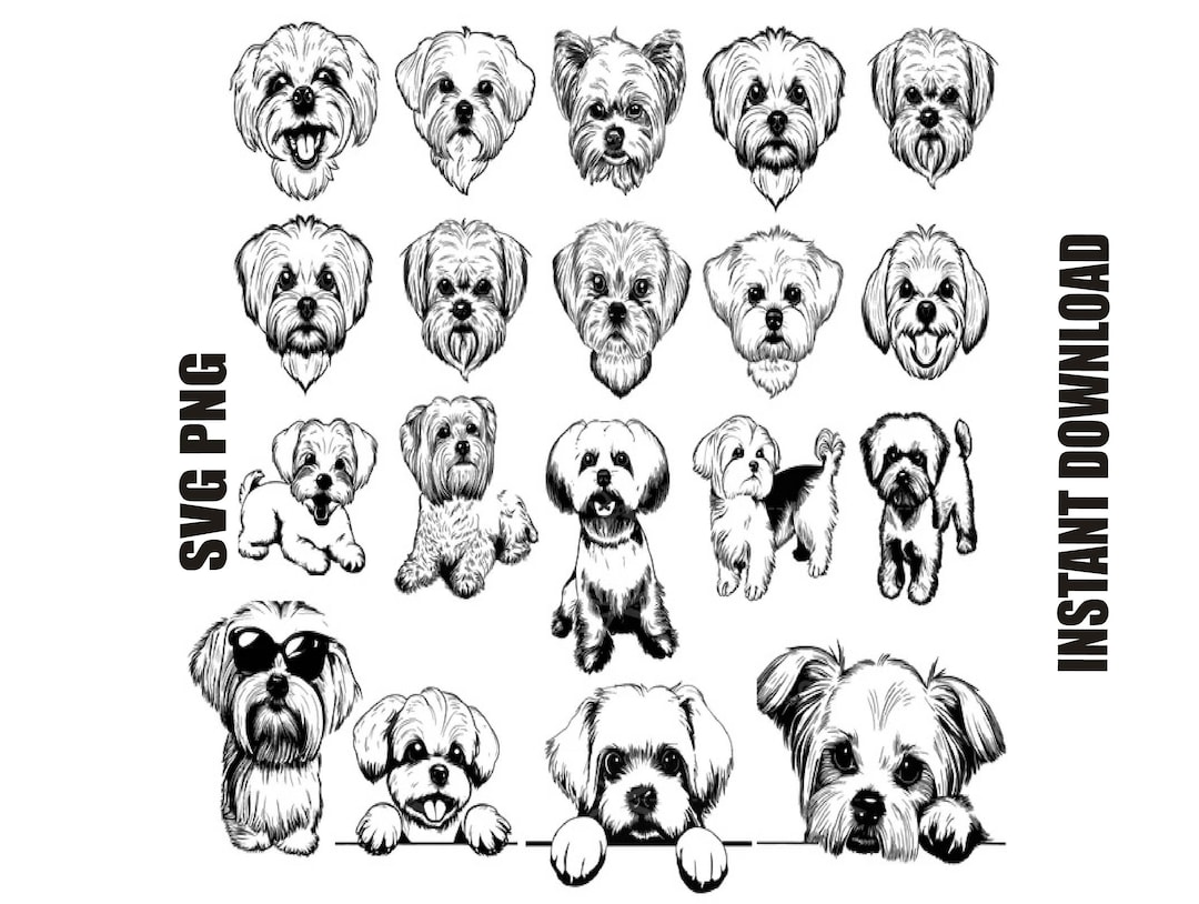 Maltese Svg, Maltese Head Svg, Maltese Dog Svg, Peeking Maltese Svg ...