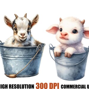 Watercolor Farm Animals in A Bucket Png Bundle | Highland Cow in a ...