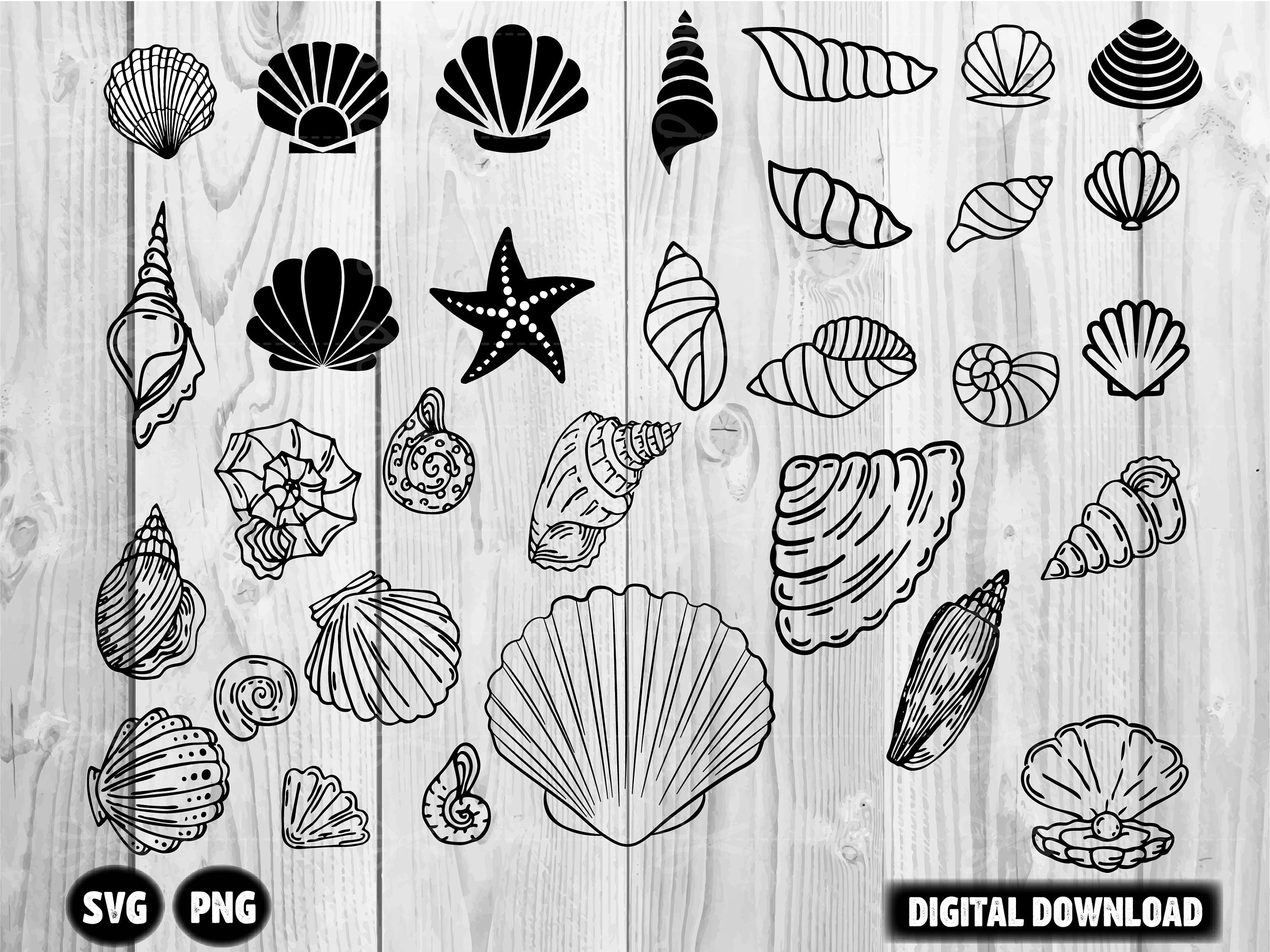 Seashell Svg Seashell Silhouette Sea Shell Svg Shellfish - Etsy