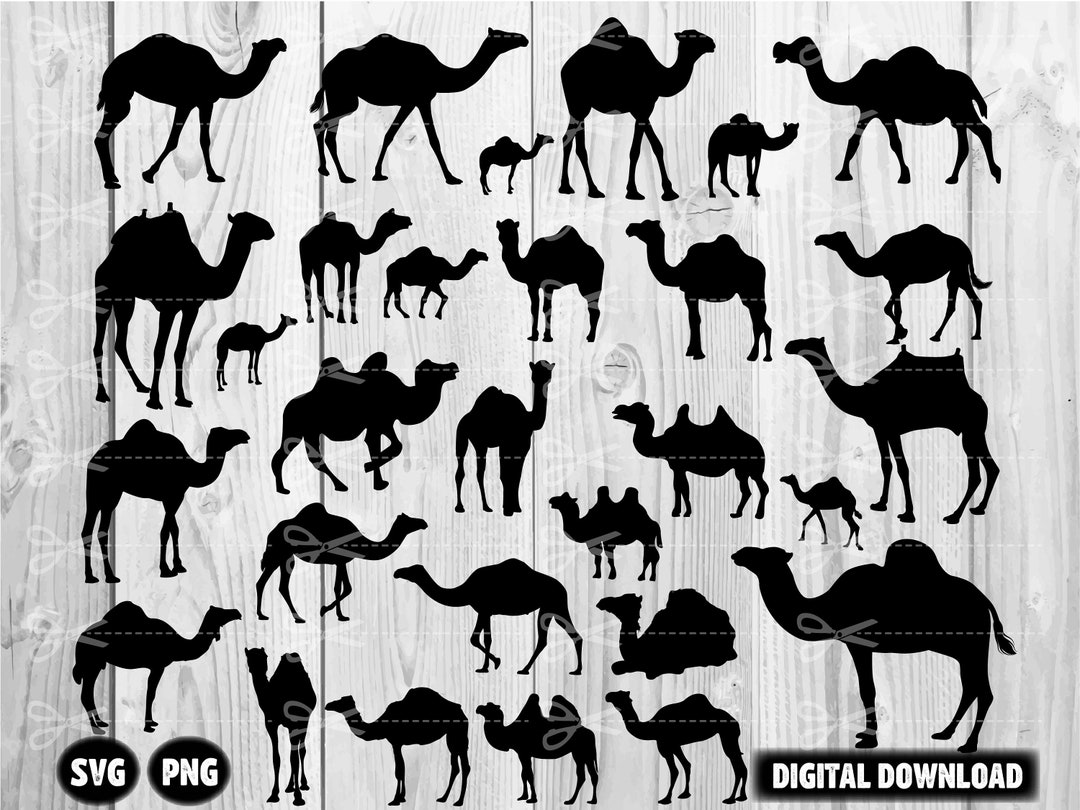 Camel Svg Bundle Camel Silhouette Camel Clipart Camel Cut - Etsy