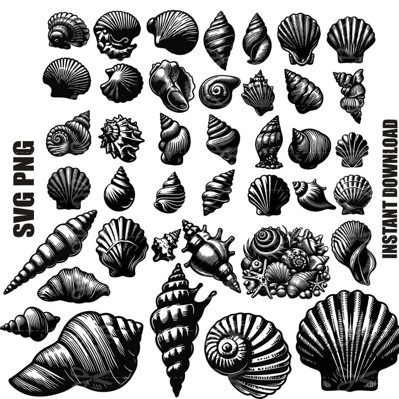 Sea Shell Svg - Etsy