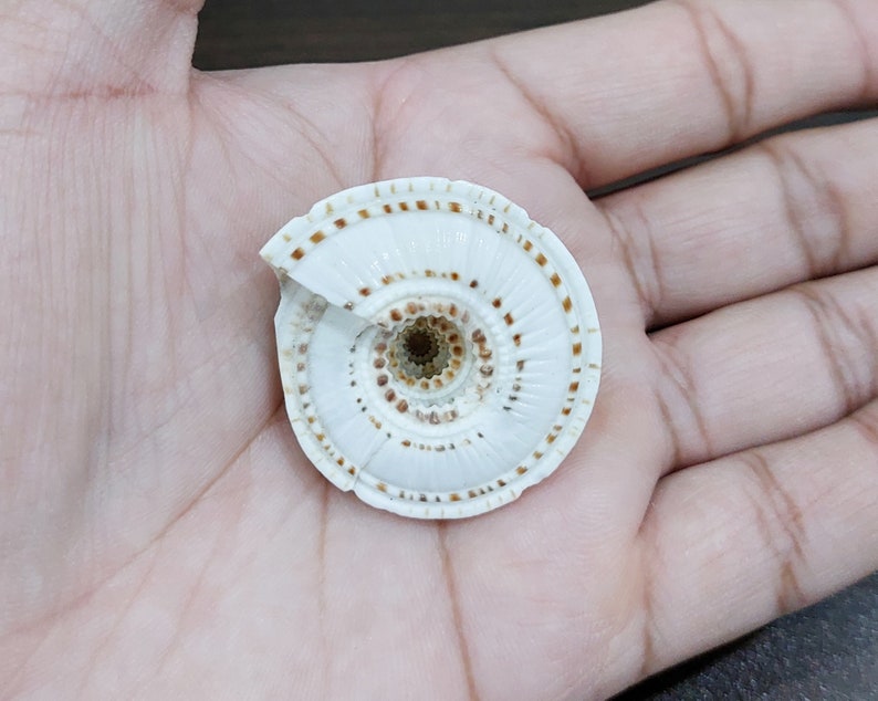 Vishnu Chakra Shell Conch Yantra Chakra Laxmi Pooja 100% Original ...