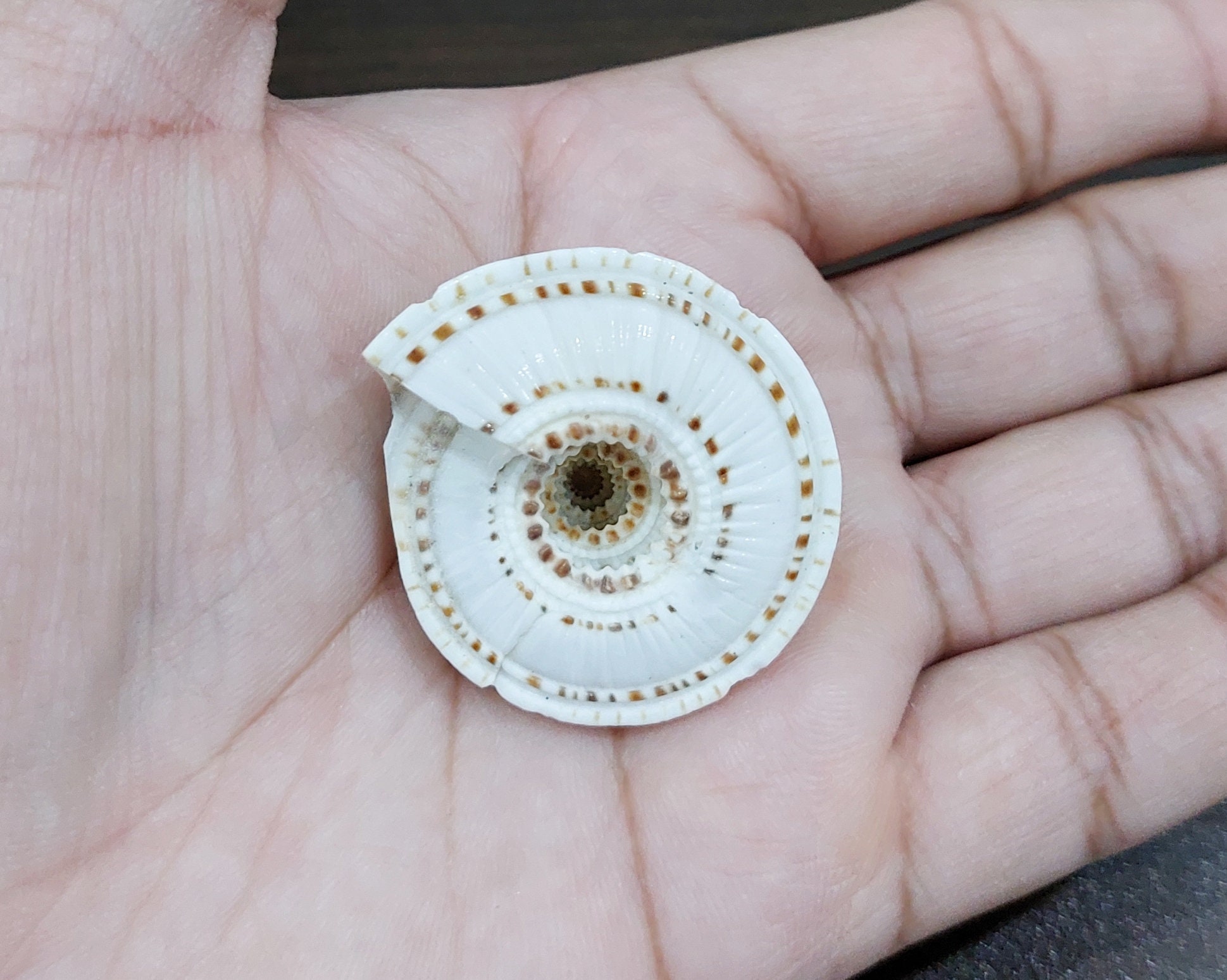 Vishnu Chakra Shell Conch Yantra Chakra Laxmi Pooja 100% Original ...