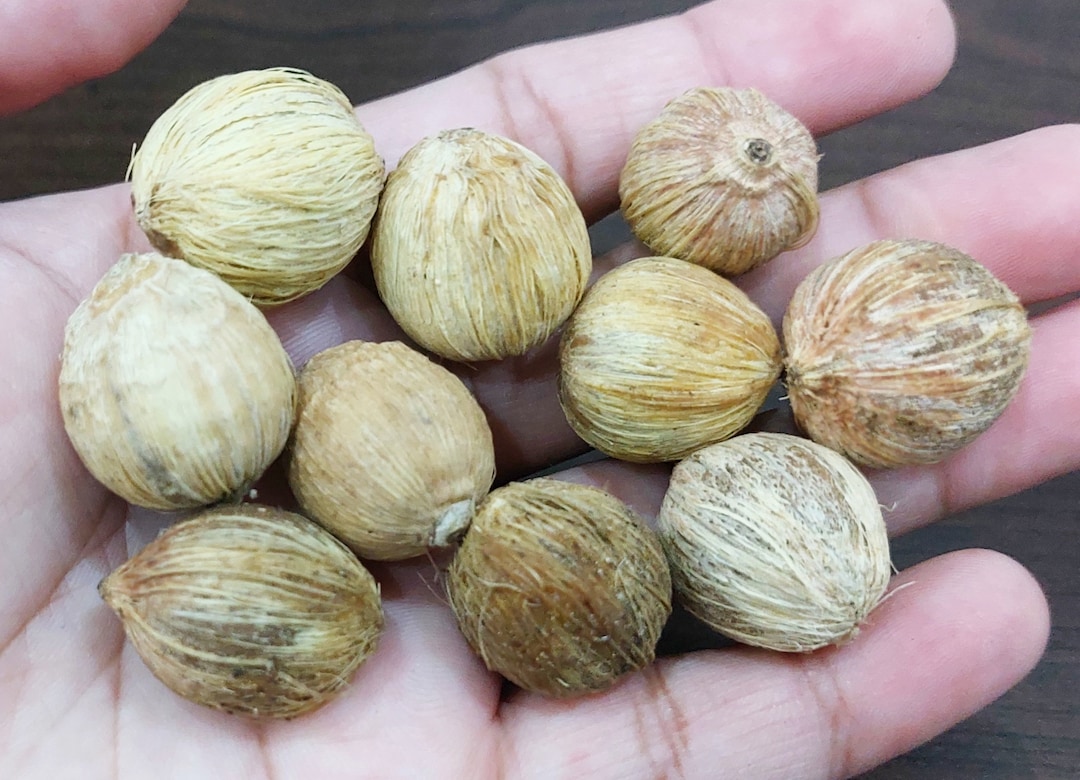 11 Pieces + 1 Free Laghu Nariyal 100% Natural Laghu Coconut for Success ...