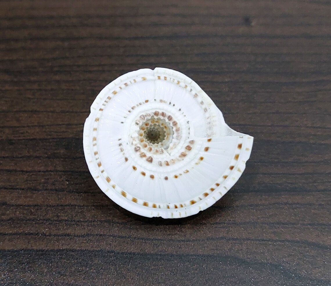 Vishnu Chakra Shell Conch Yantra Chakra Laxmi Pooja 100% Original ...