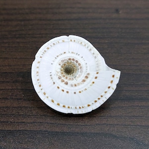 Vishnu Chakra Shell Conch Yantra Chakra Laxmi Pooja 100% Original ...