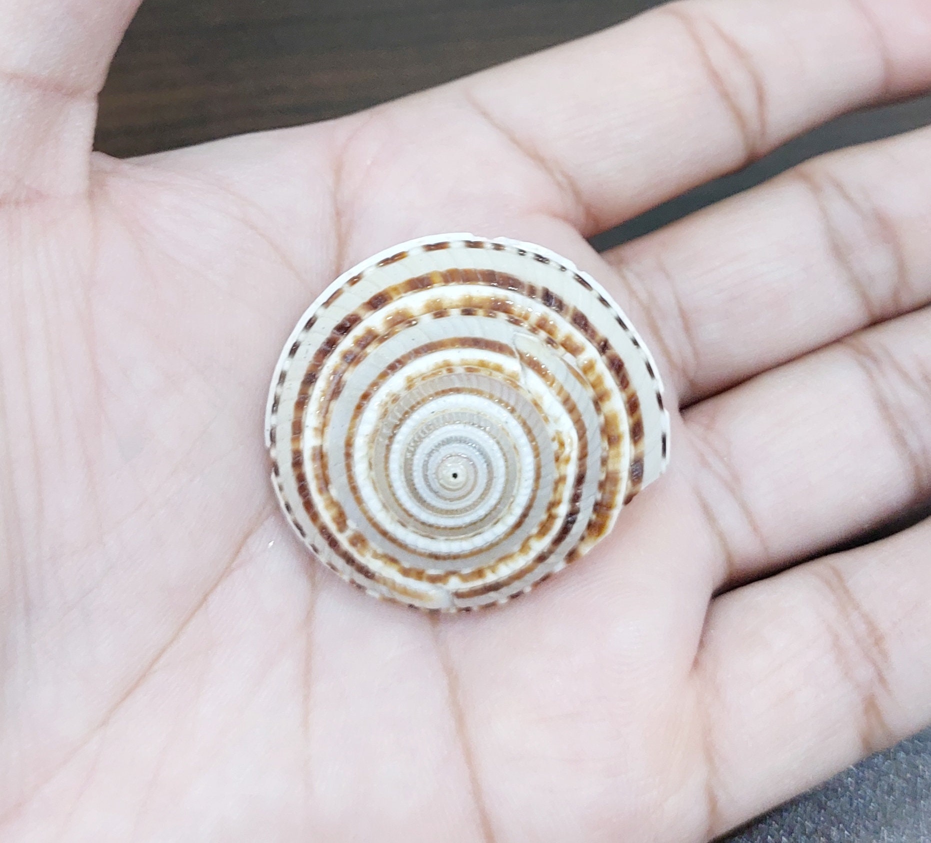 Vishnu Chakra Shell Conch Yantra Chakra Laxmi Pooja 100% Original ...