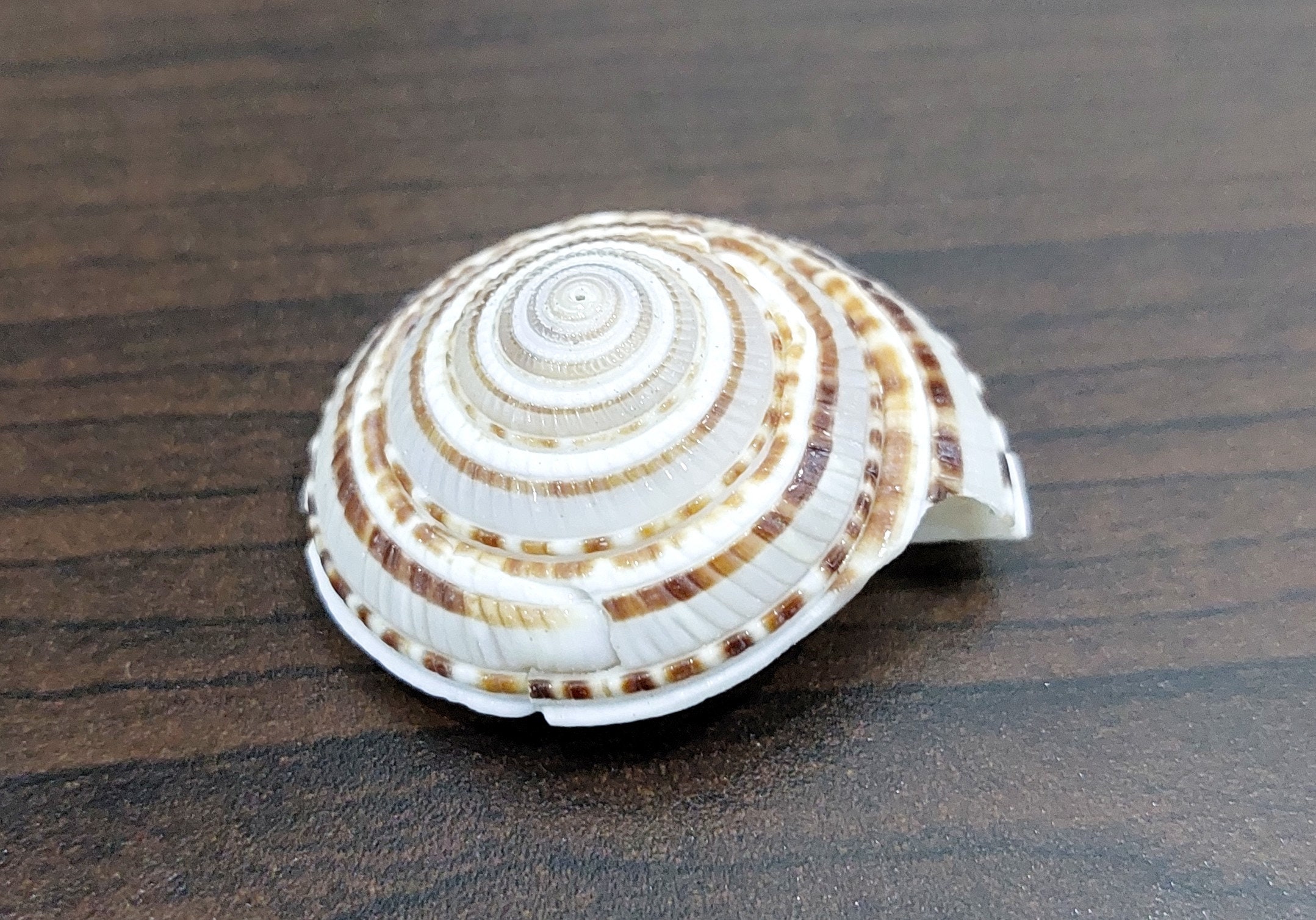 Vishnu Chakra Shell Conch Yantra Chakra Laxmi Pooja 100% Original ...