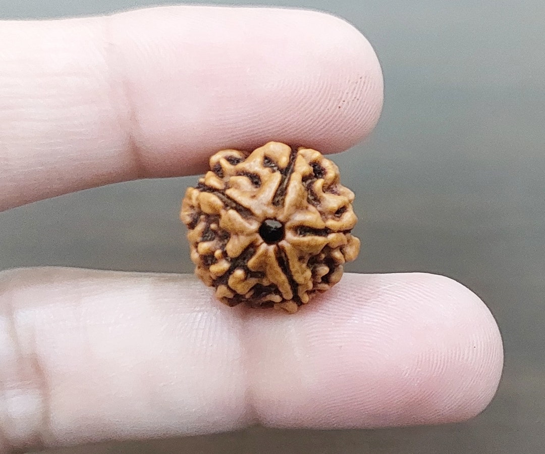 5 Mukhi Rudraksha Nepal Origin 5 Face Rudraksh 100% Original Energized ...