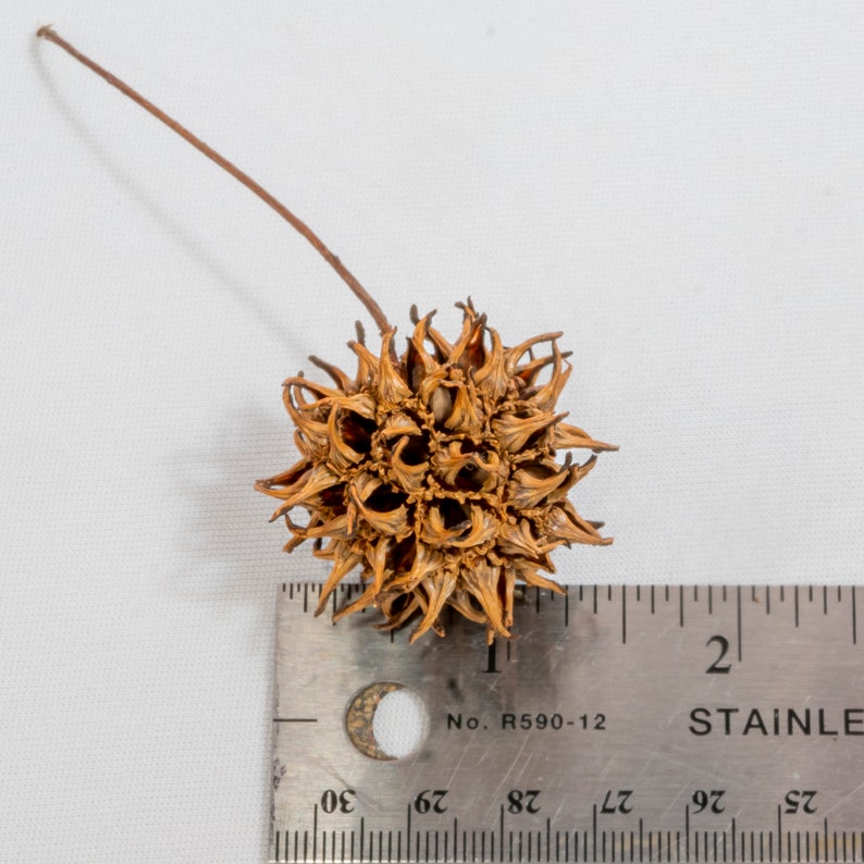 Sweet Gum Balls - Etsy