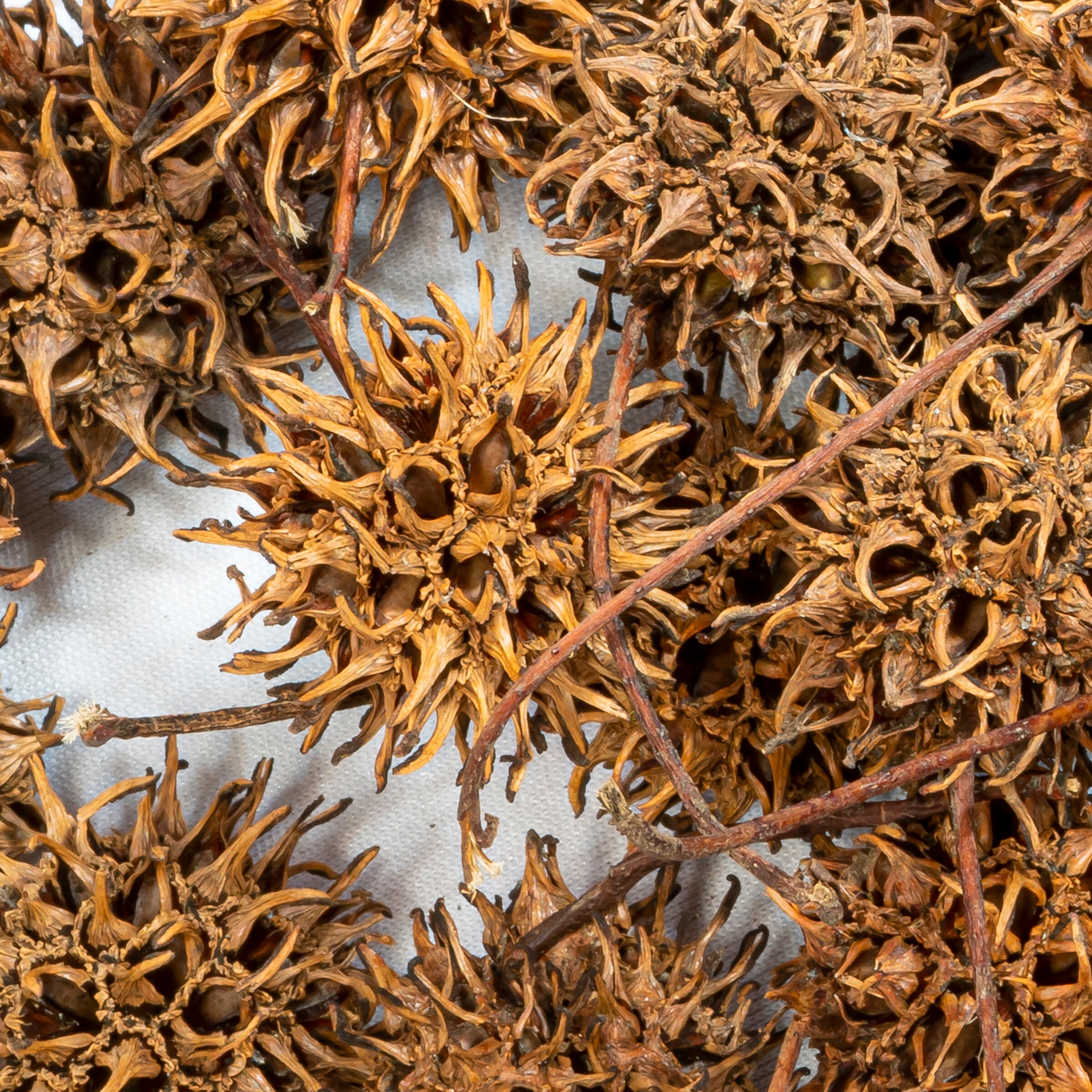 Sweet Gum Balls - Etsy