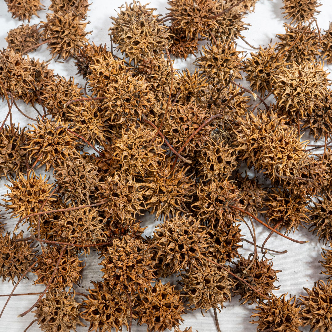 Sweet Gum Balls - Etsy