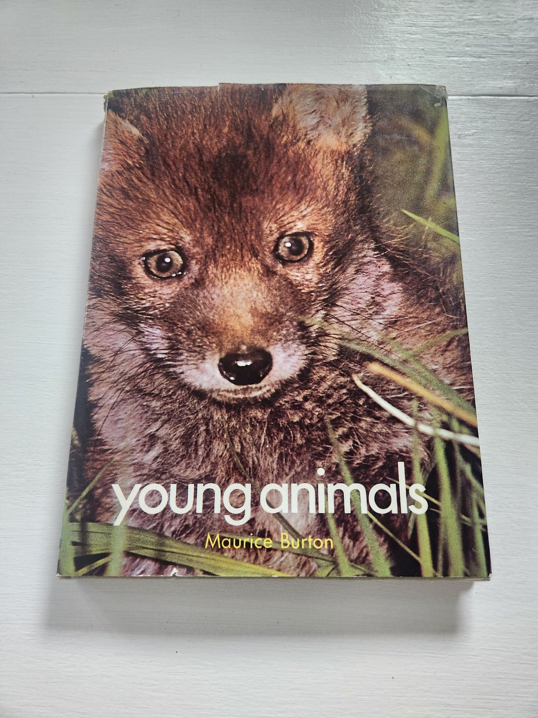 Young Animals by Maurice Burton 1972 Vintage Animal Nature Guide Color ...