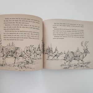 Snake Fights Rabbit Fights & More A Book About Animal Fighting by ...