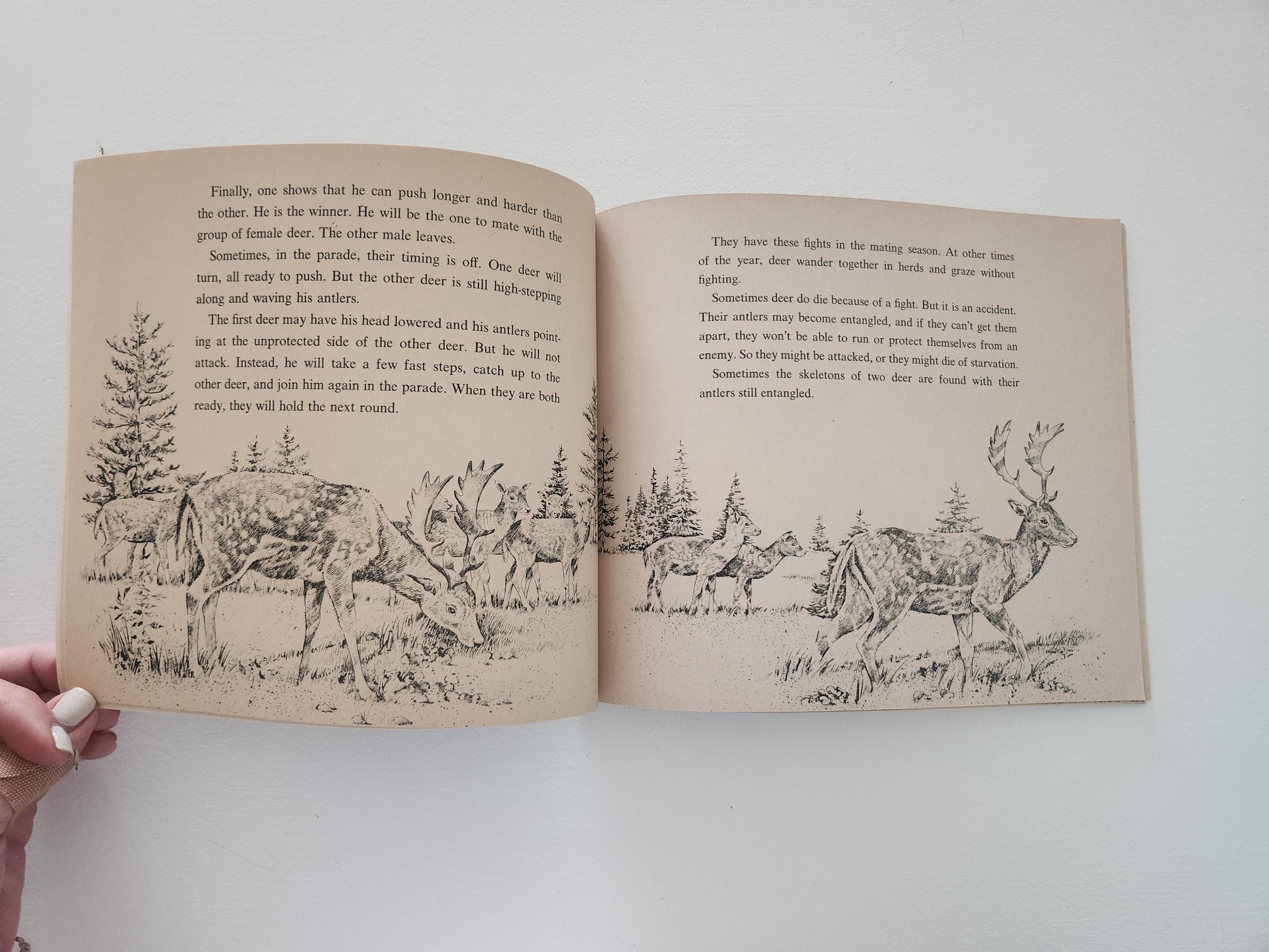 Snake Fights Rabbit Fights & More A Book About Animal Fighting by ...