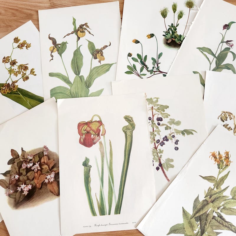 Botanical Decor - Etsy