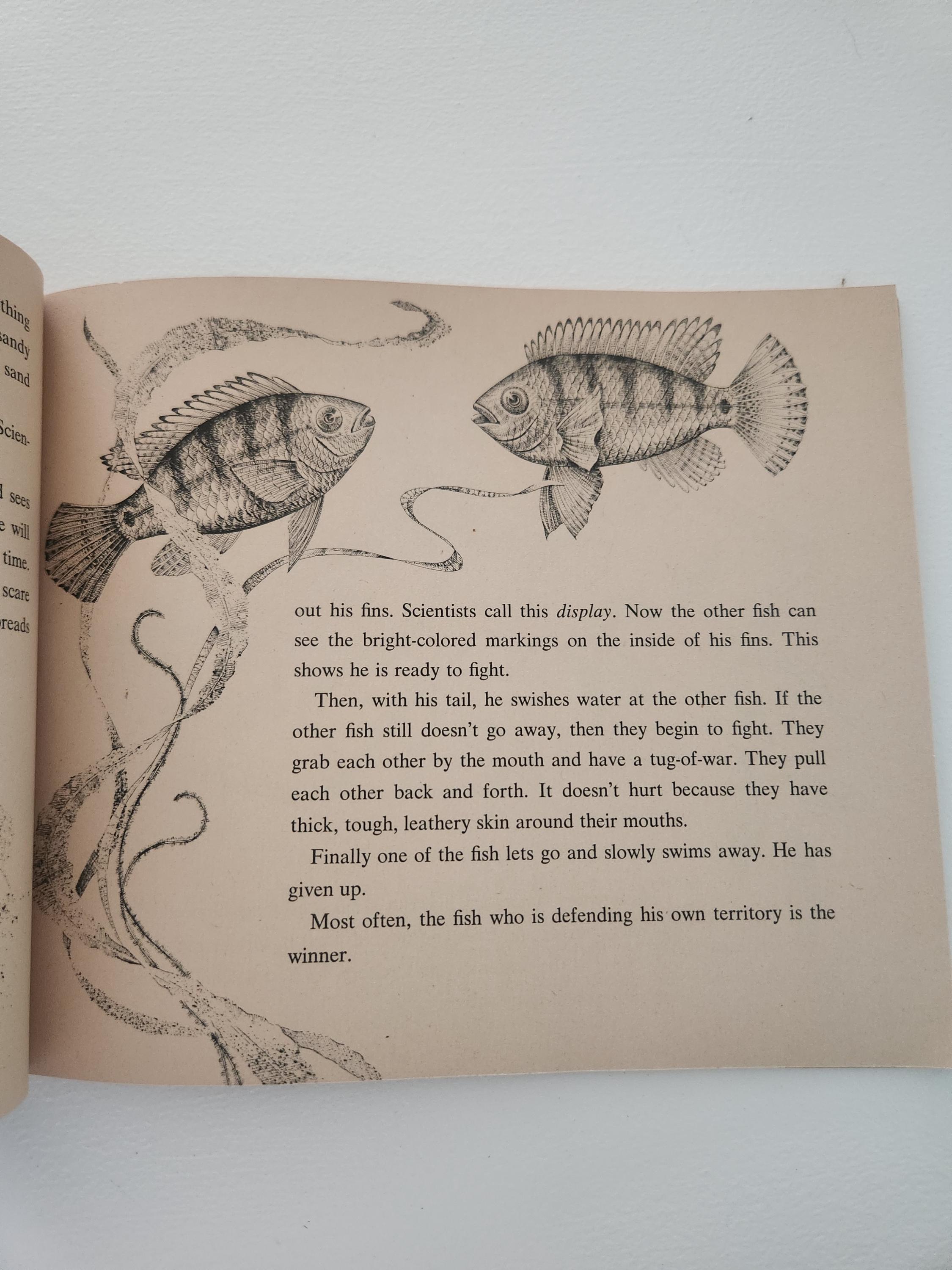 Snake Fights Rabbit Fights & More A Book About Animal Fighting by ...