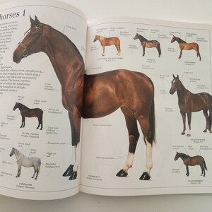 Eyewitness Visual Dictionaries the Visual Dictionary of the Horse ...