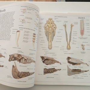 Eyewitness Visual Dictionaries the Visual Dictionary of the Horse ...