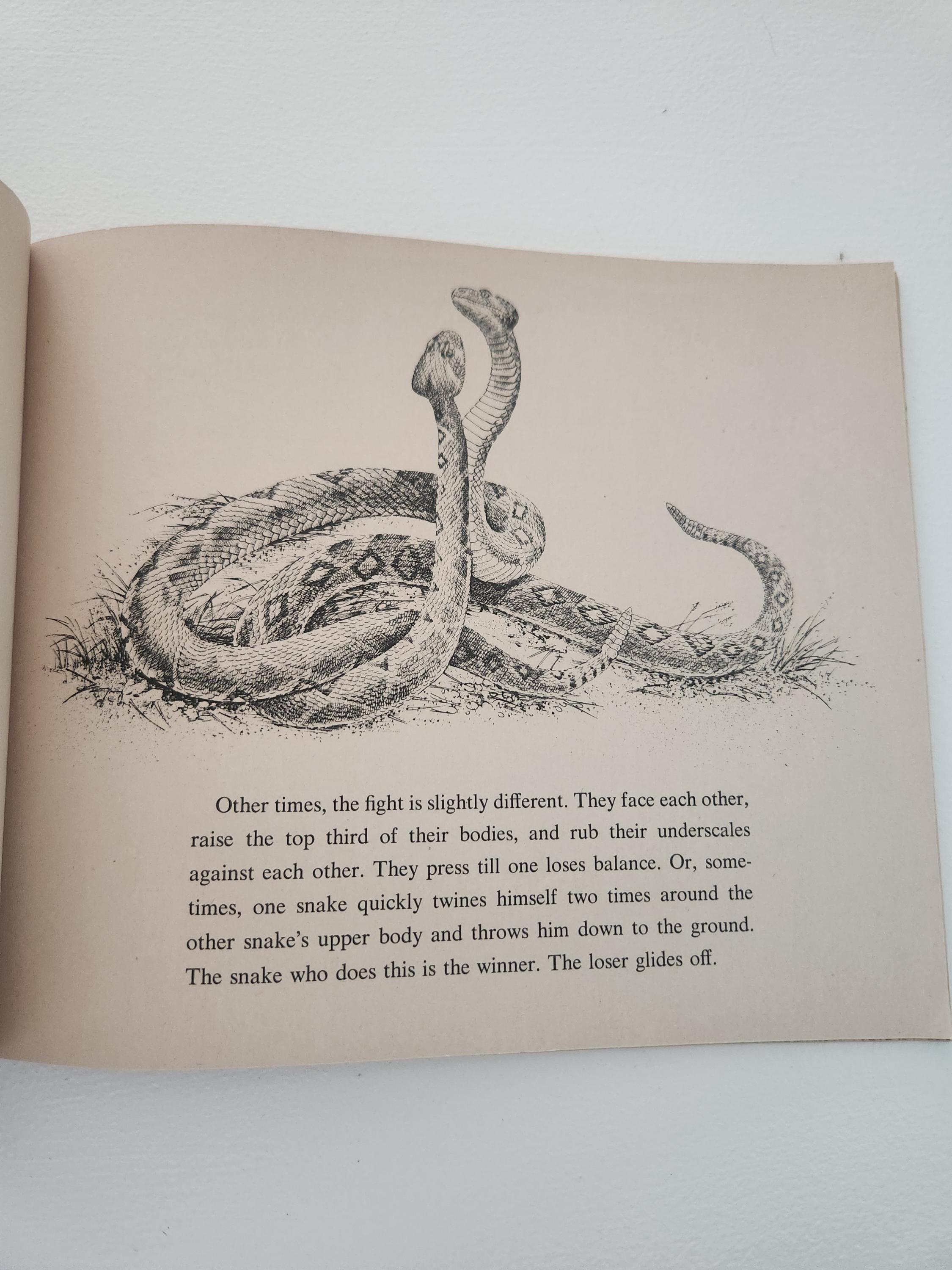 Snake Fights Rabbit Fights & More A Book About Animal Fighting by ...