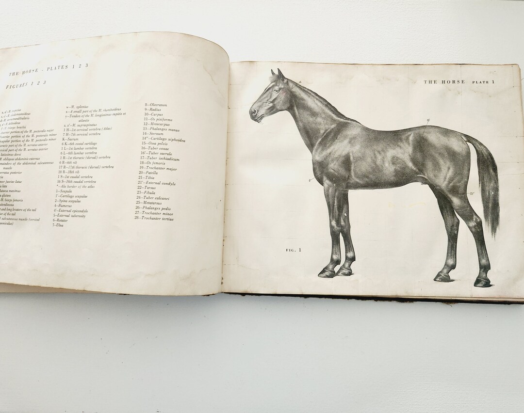 An Atlas of Animal Anatomy for Artists by W. Ellenberger - Etsy