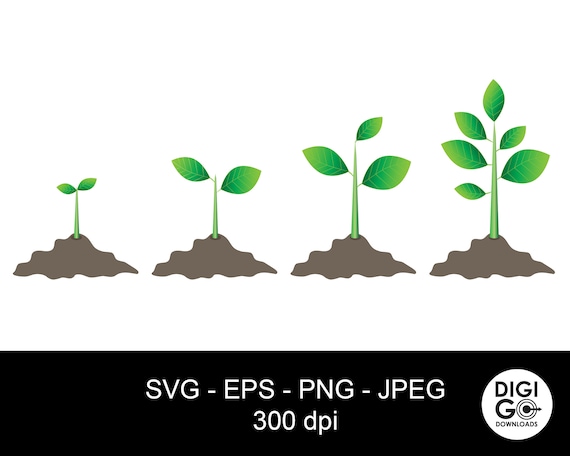 Growing Plant Svg / Growing Plant Process / Growing Plant | Etsy