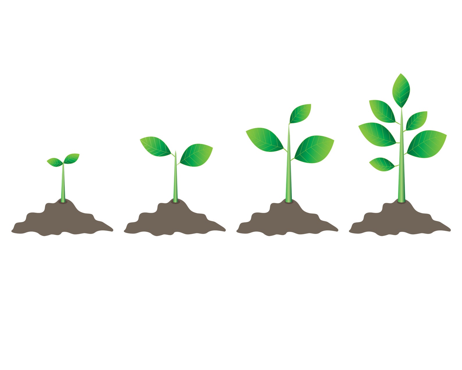 Growing Plant Svg / Growing Plant Process / Growing Plant Sequence - Etsy