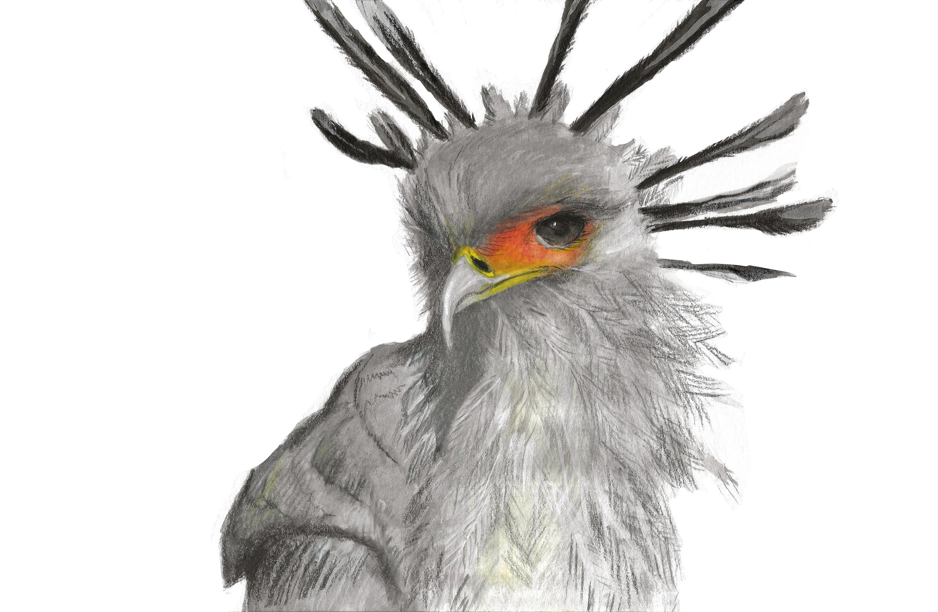 Secretary Bird Head