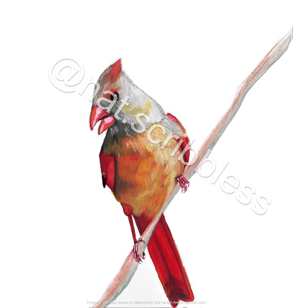 Female Cardinal Illustration Print | Etsy
