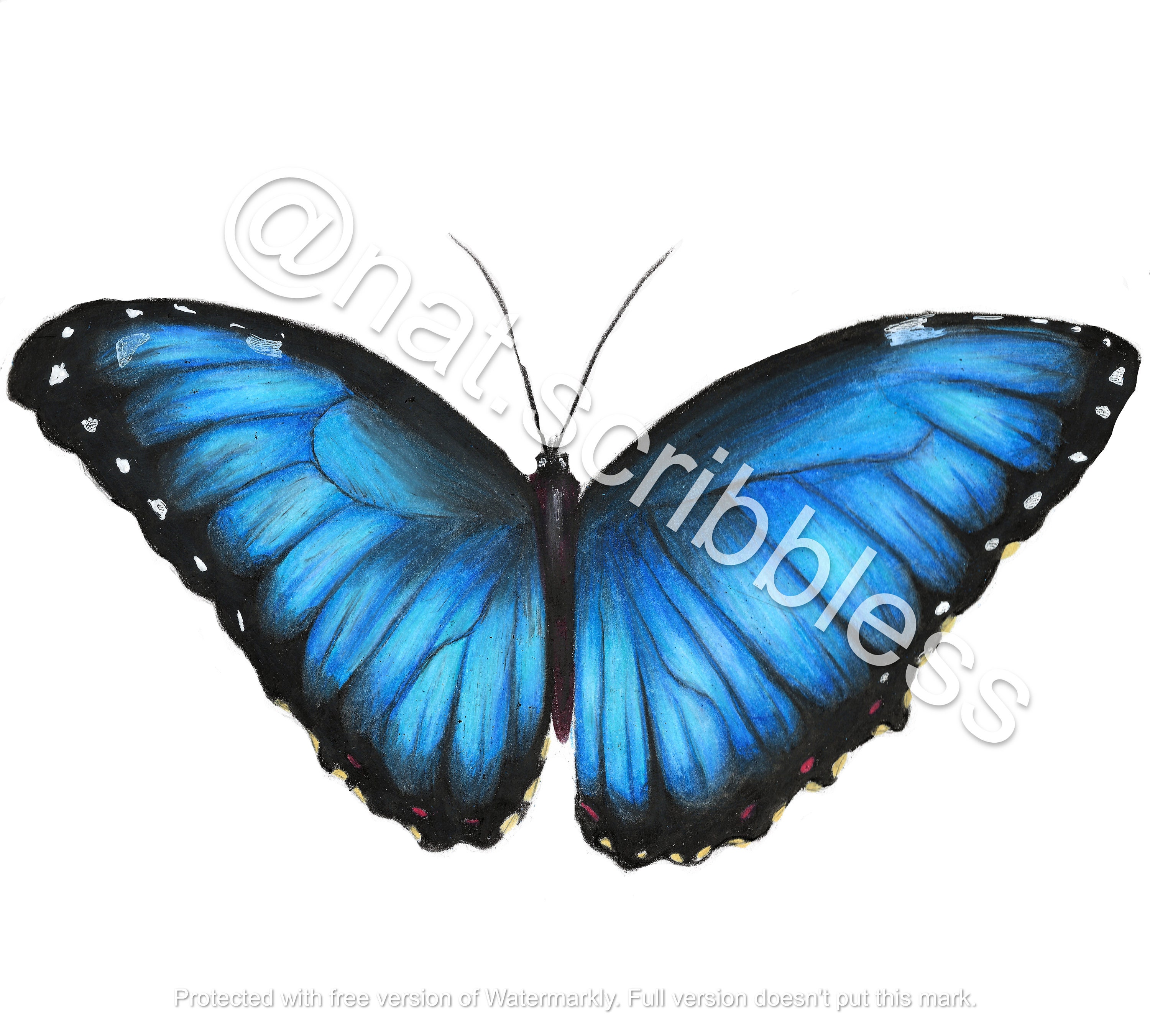 Blue Morpho Butterfly Illustration Print - Etsy