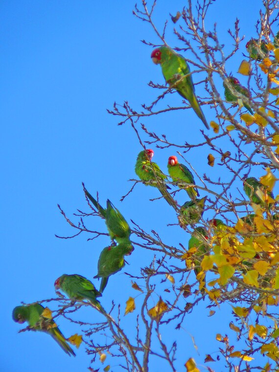 Telegraph Hill Parrots | Etsy