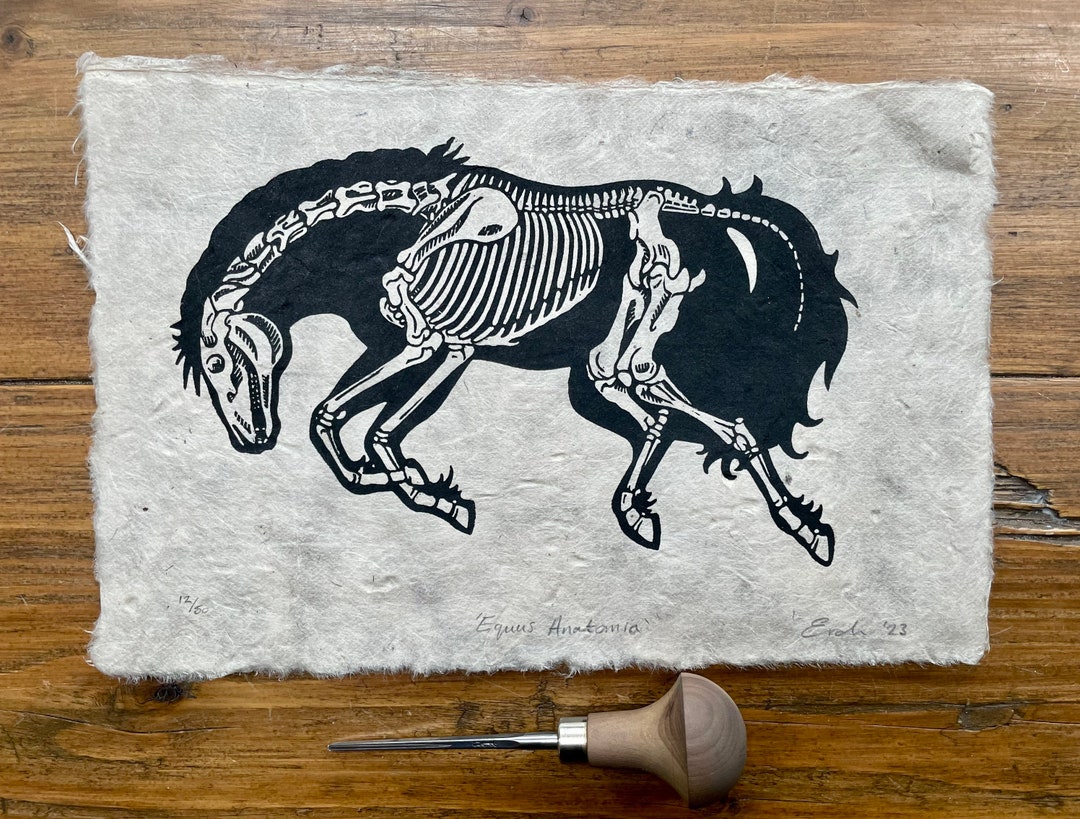 Horse Anatomy Linocut Print - Etsy