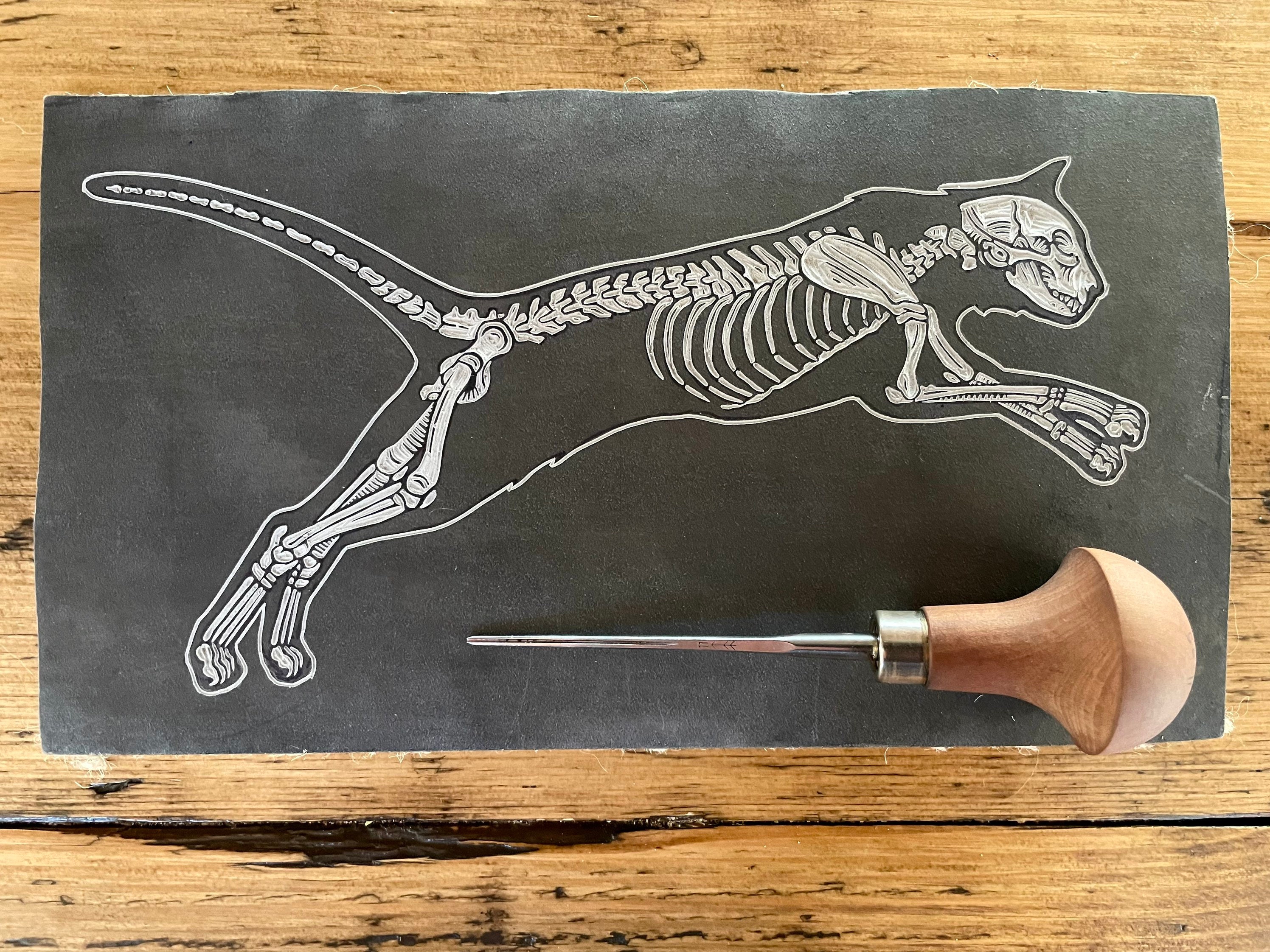 Cat Anatomy Linocut Print - Etsy