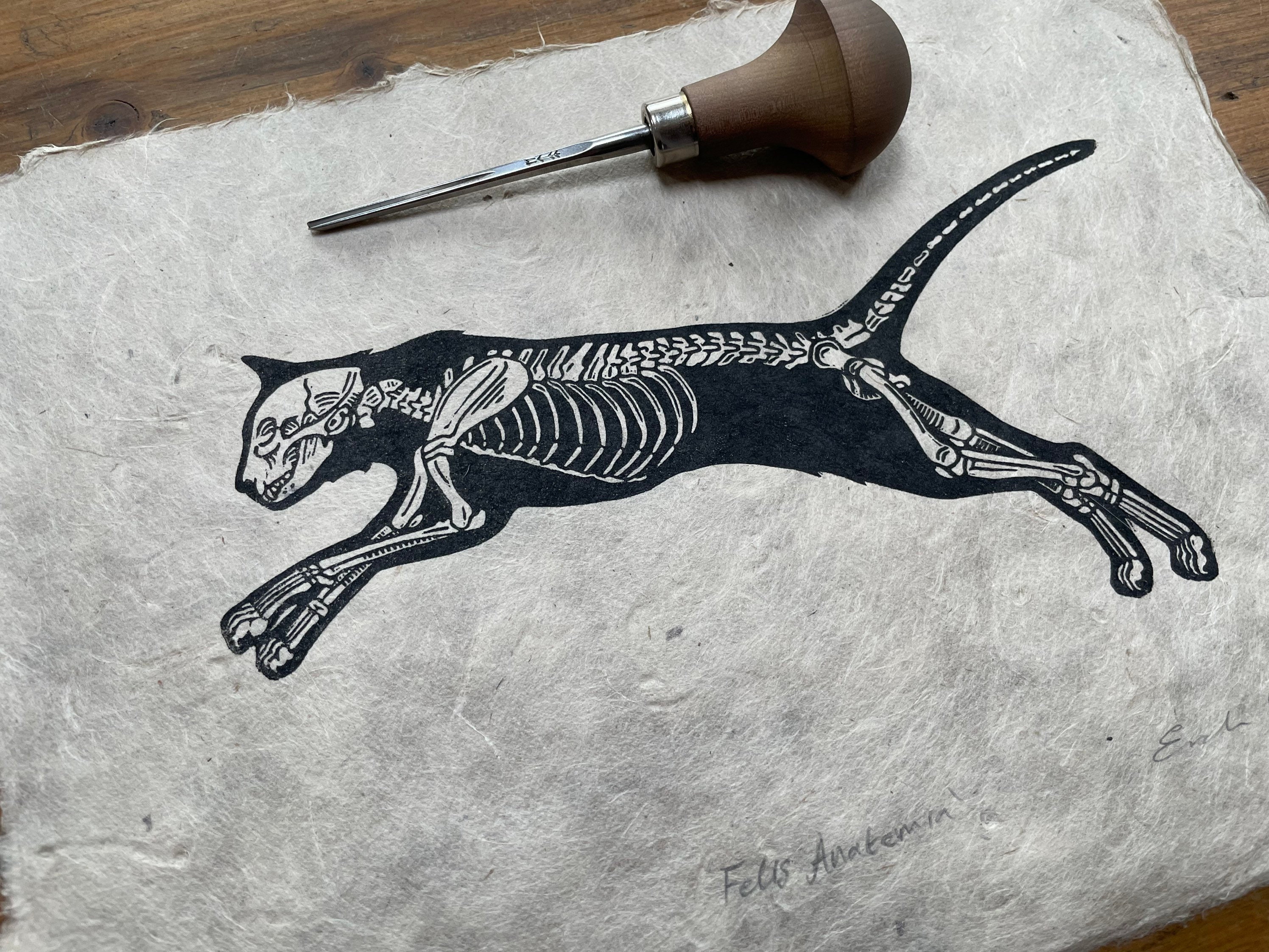Cat Anatomy Linocut Print - Etsy