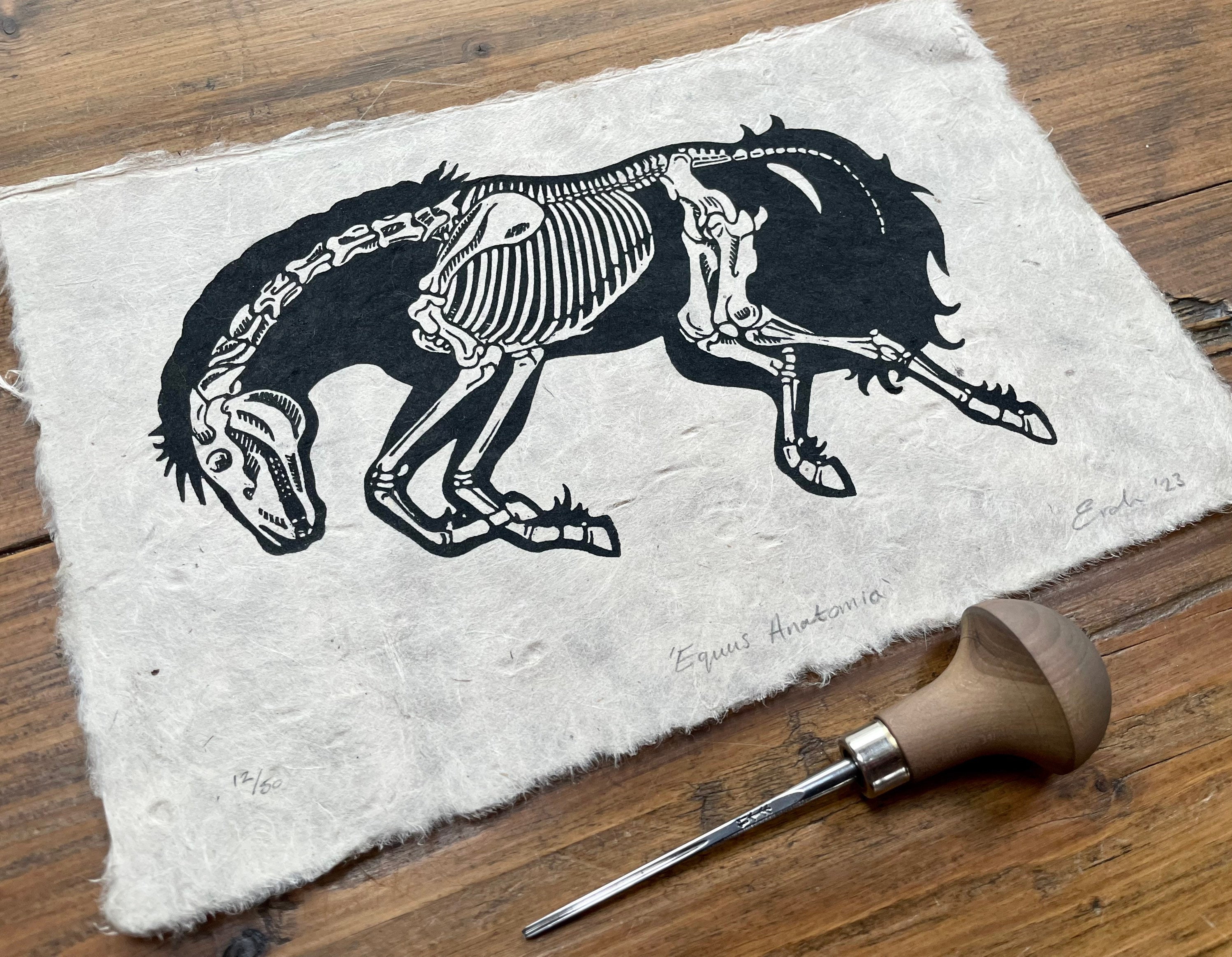 Horse Anatomy Linocut Print - Etsy