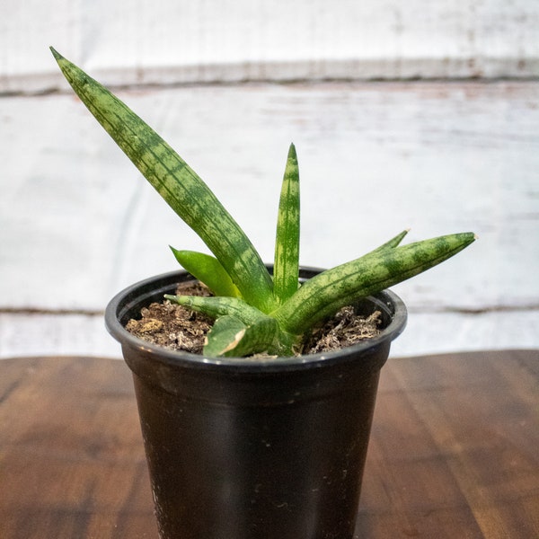 Starfish Sansevieria - Etsy