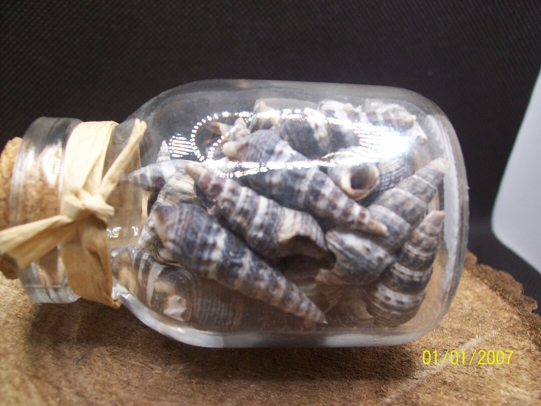 Glass Bottle of Sea Shells - Etsy